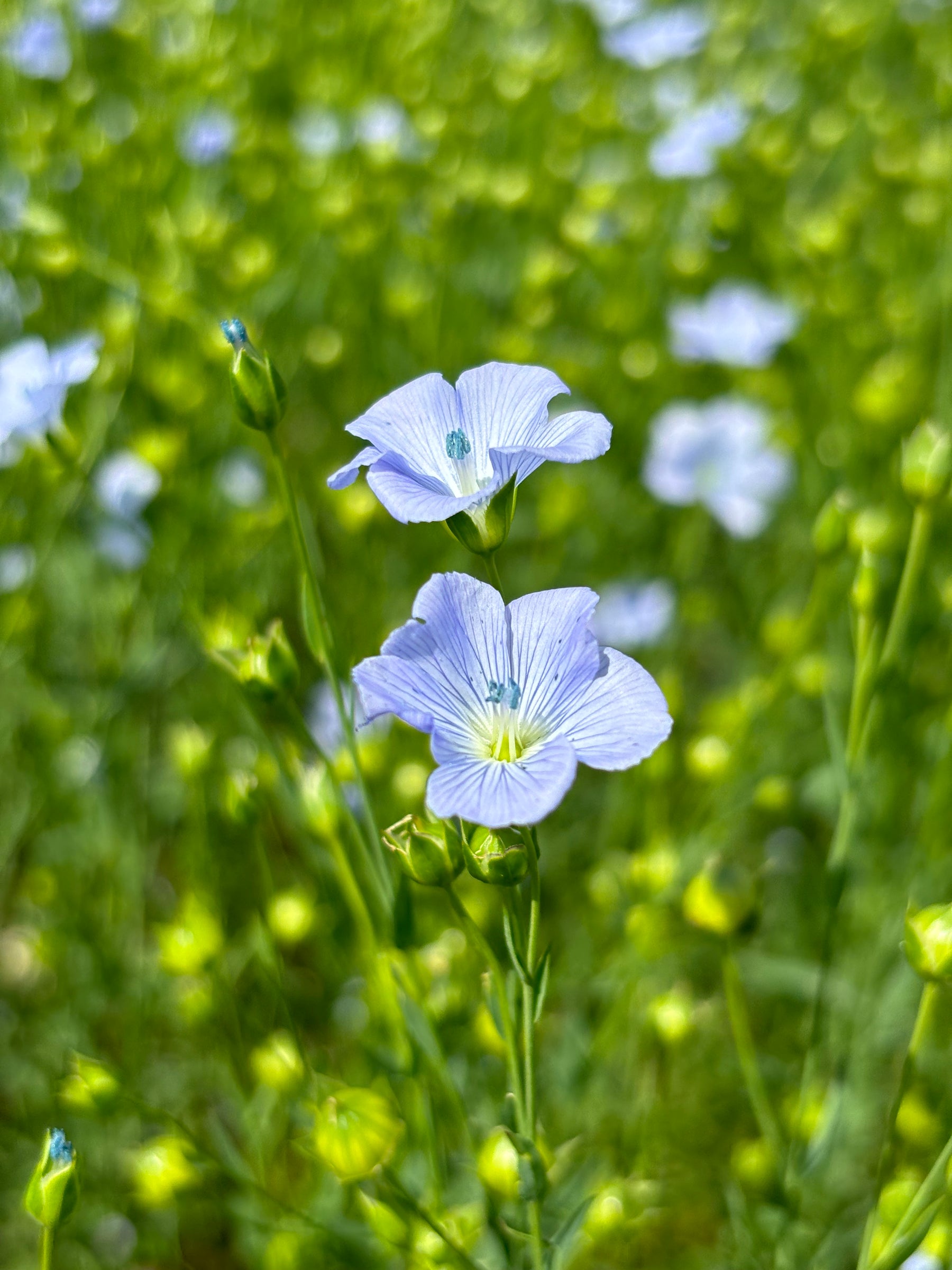 Die Leinpflanze - das blaue Wunder